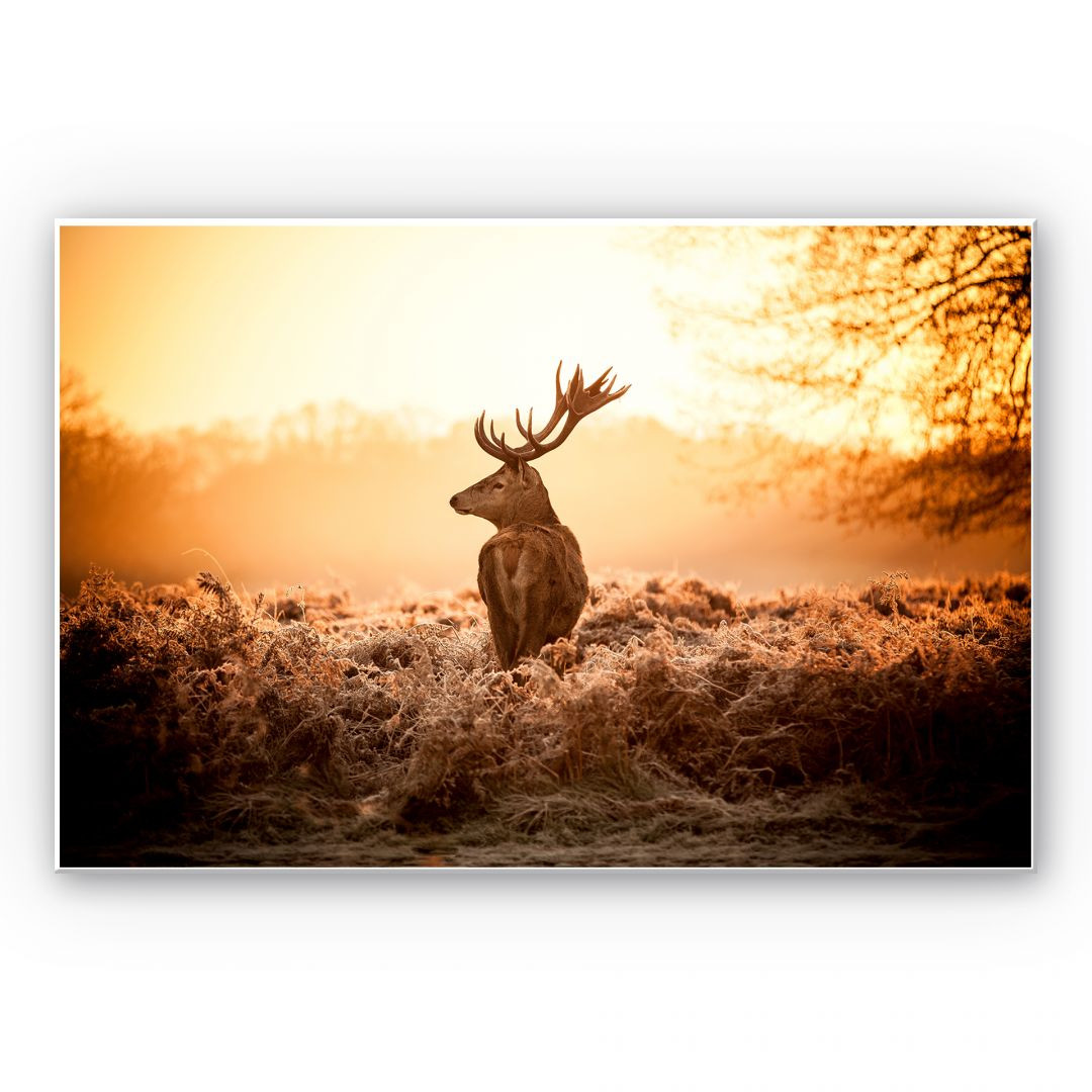 Wandbild Majestätischer Hirsch - trenddeko.ch