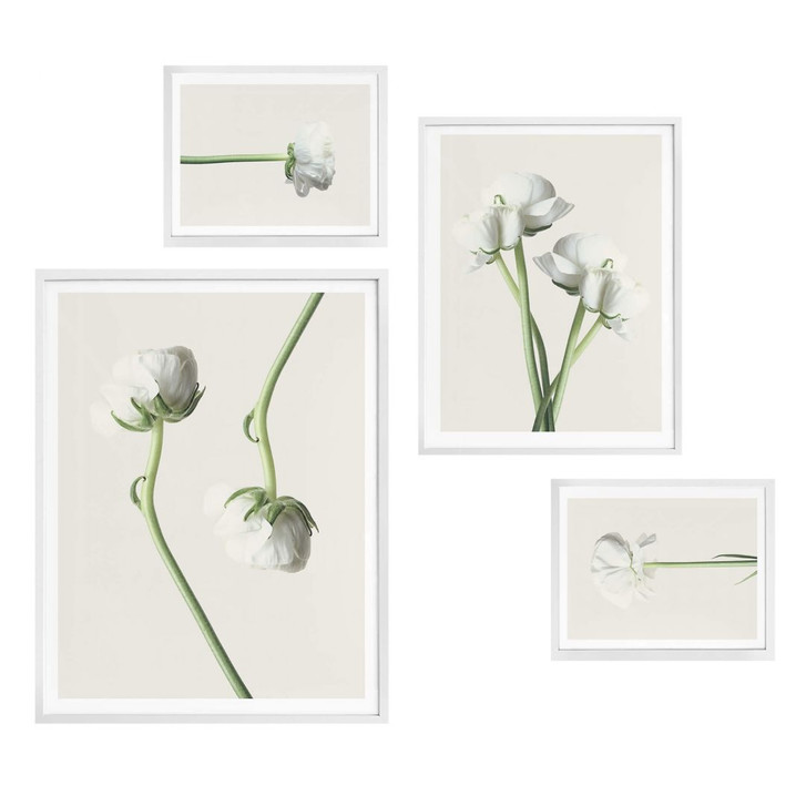 Poster-Set mit Bilderrahmen Ranunkeln (4er Set)