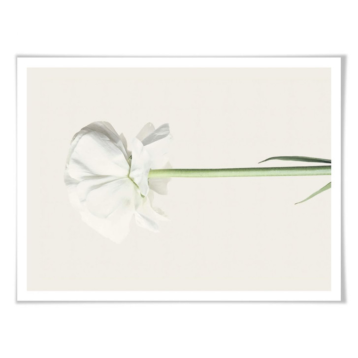 Poster-Set mit Bilderrahmen Ranunkeln (4er Set)