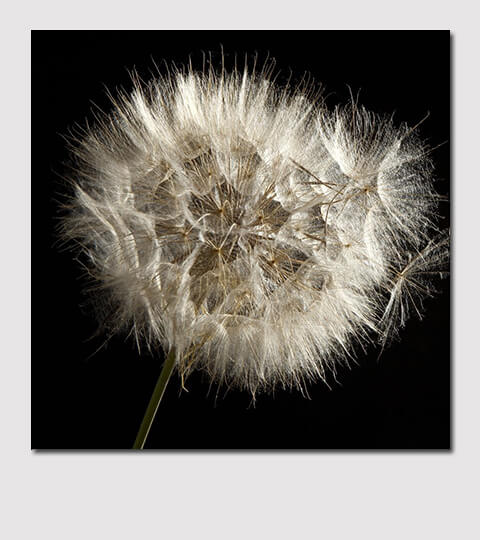 Pusteblume Deko in grosser Auswahl